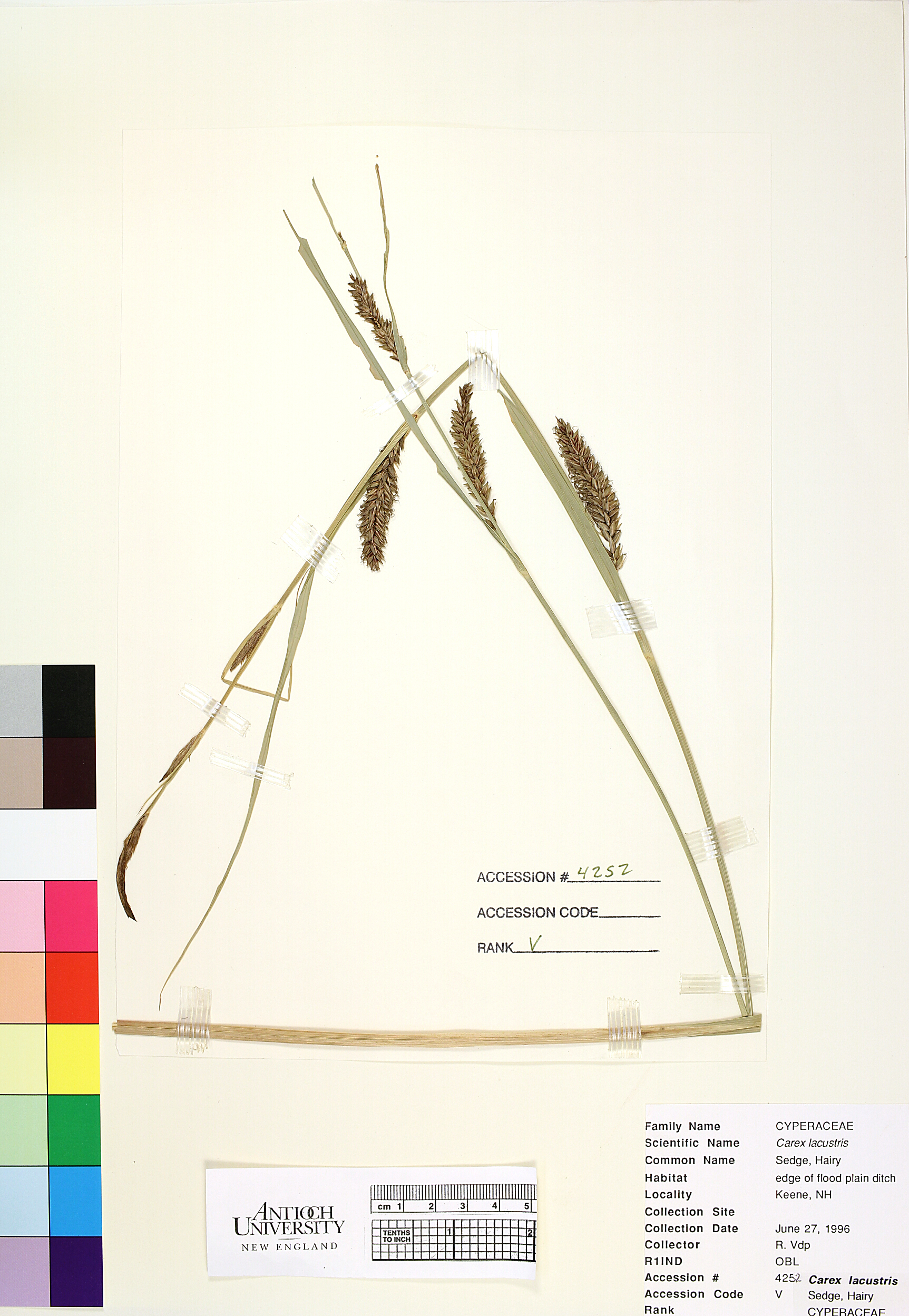 Carex Lacustris